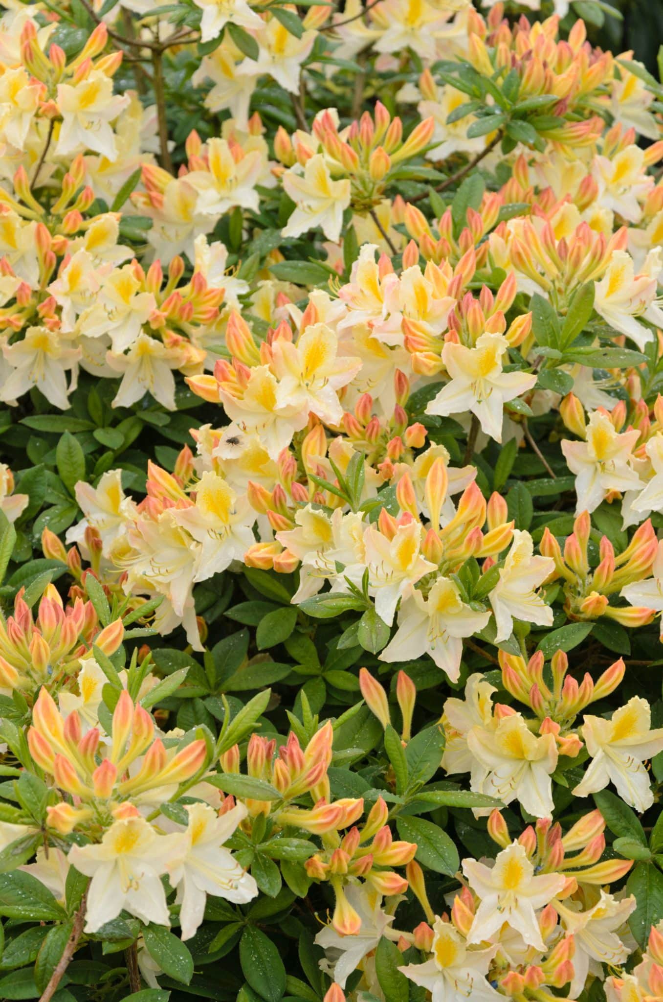 Azalea Daviesii - Deciduous Azalea Daviesii - Hopes Grove Nurseries