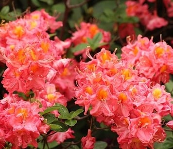 Azalea Berryrose - Deciduous Azalea Berryrose - Hopes Grove Nurseries