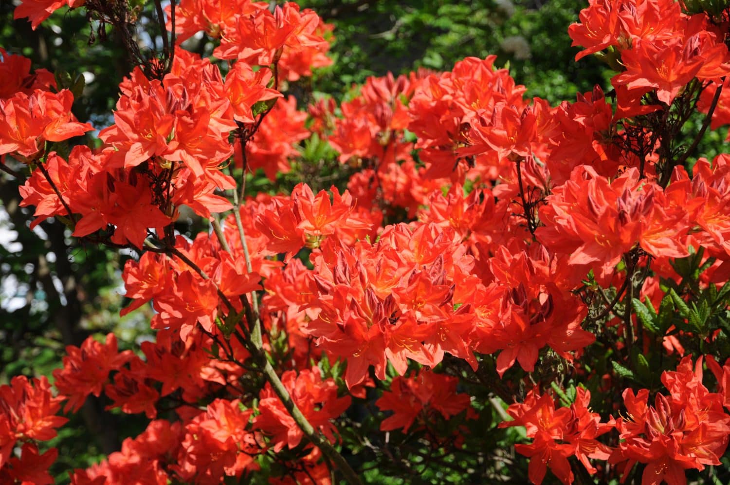 Azalea Gibraltar - Deciduous Azalea Gibraltar - Hopes Grove Nurseries