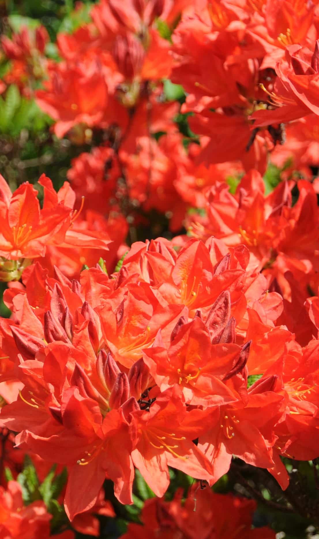 Azalea Gibraltar - Deciduous Azalea Gibraltar - Hopes Grove Nurseries