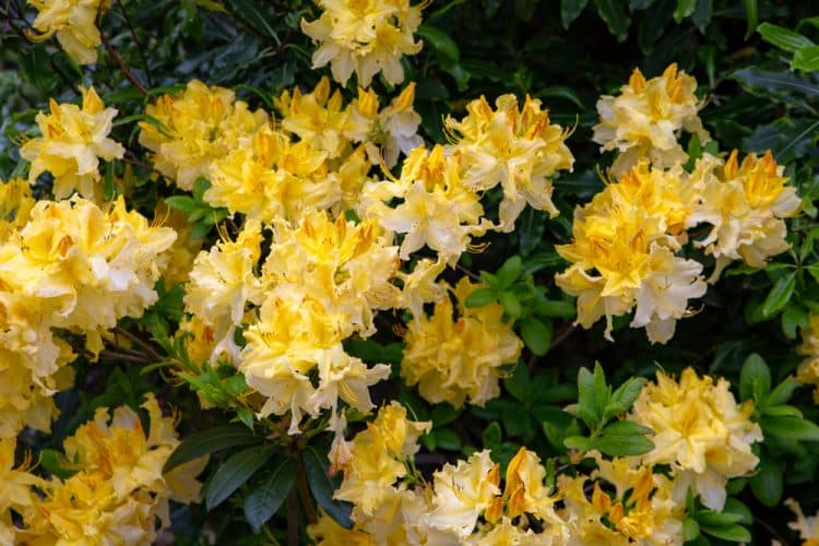 Deciduous Azalea Harvest Moon Azaleas & Rhododendrons - Hopes Grove ...