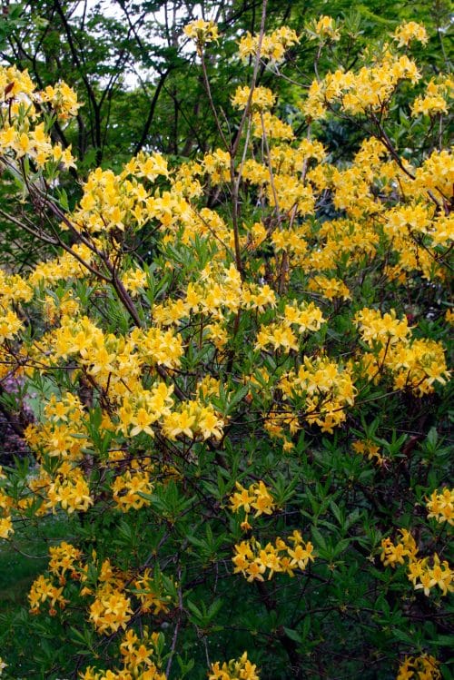 Deciduous Azalea Pontica Azaleas & Rhododendrons - Hopes Grove Nurseries