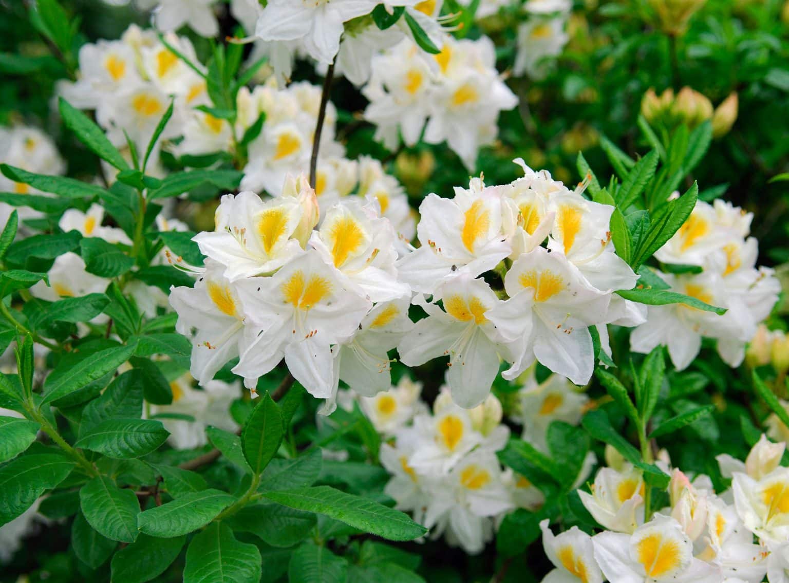 Azalea Persil - Deciduous Azalea Persil - Hopes Grove Nurseries