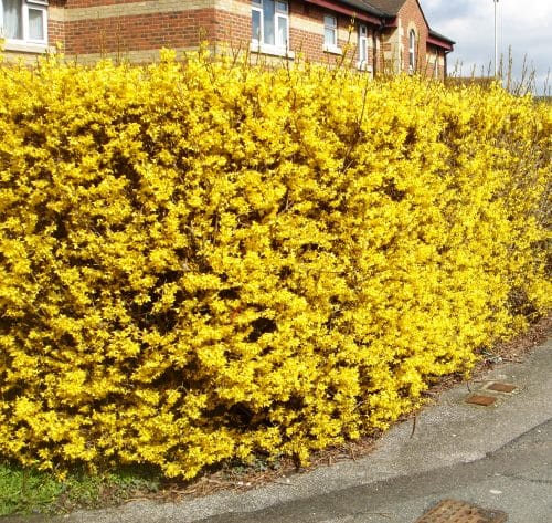 Forsythia Spectabilis Shrubs - Forsythis Spectabilis Hedge - Hopes Grove