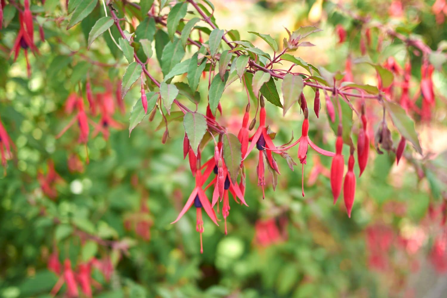 Fuchsia Magellanica Riccartonii Hedging - Hopes Grove Nurseries