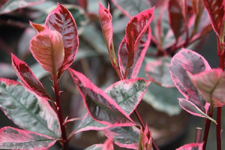 Photinia fraseri Louise Hedging & Shrubs - Hopes Grove Nurseries