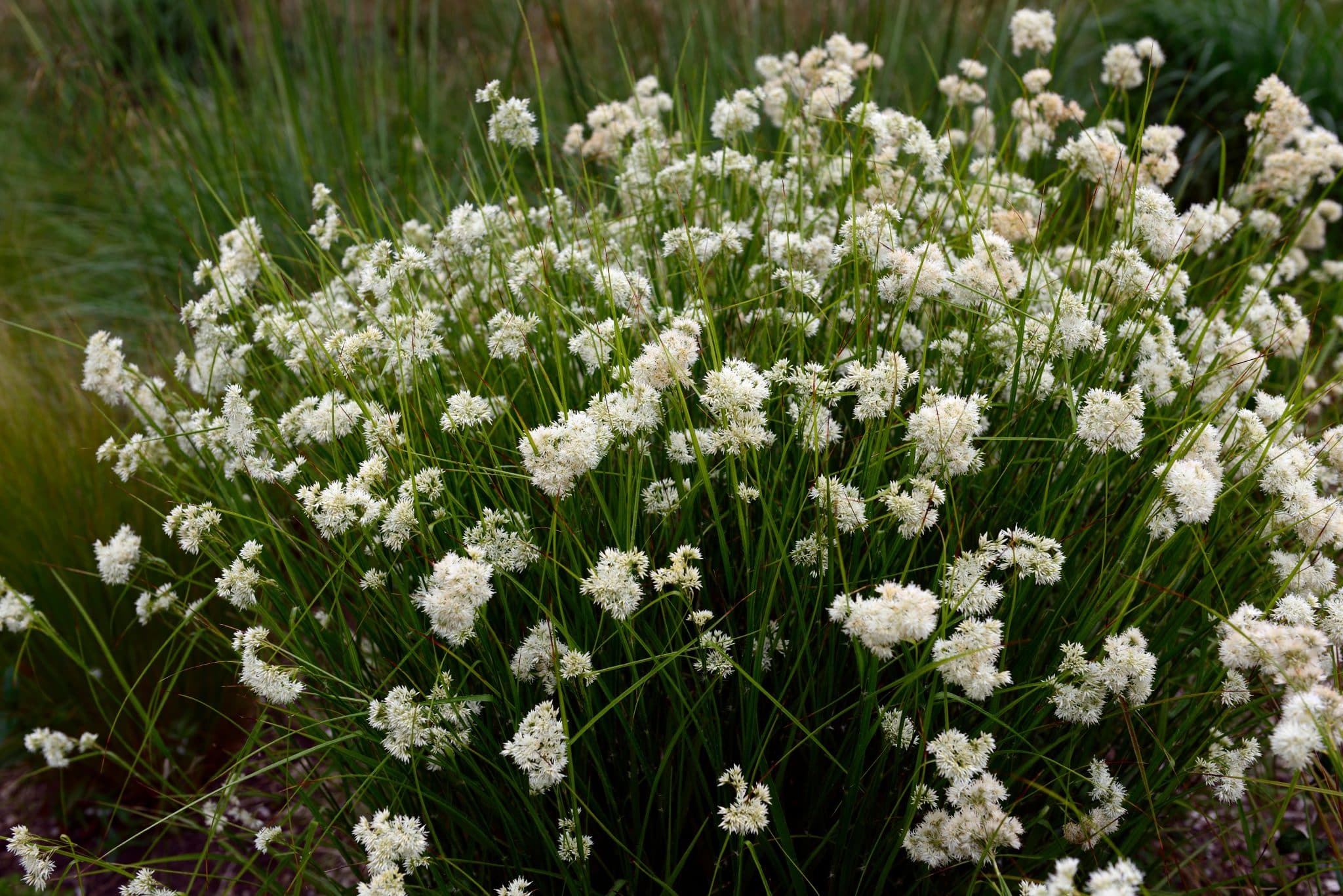 Luzula nivea - Snowy Woodrush - Hopes Grove Nurseries