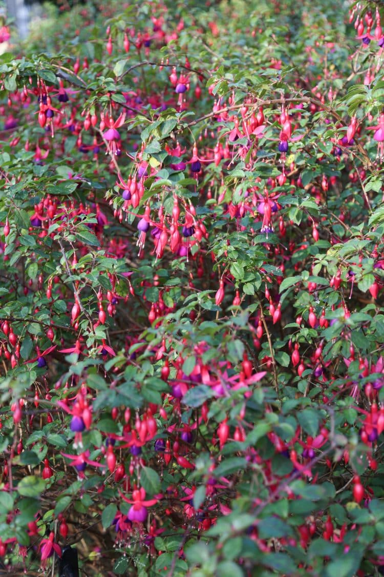 Fuchsia Mrs Popple Hedging - Fuchsia Mrs Popple Shrubs - Hopes Grove