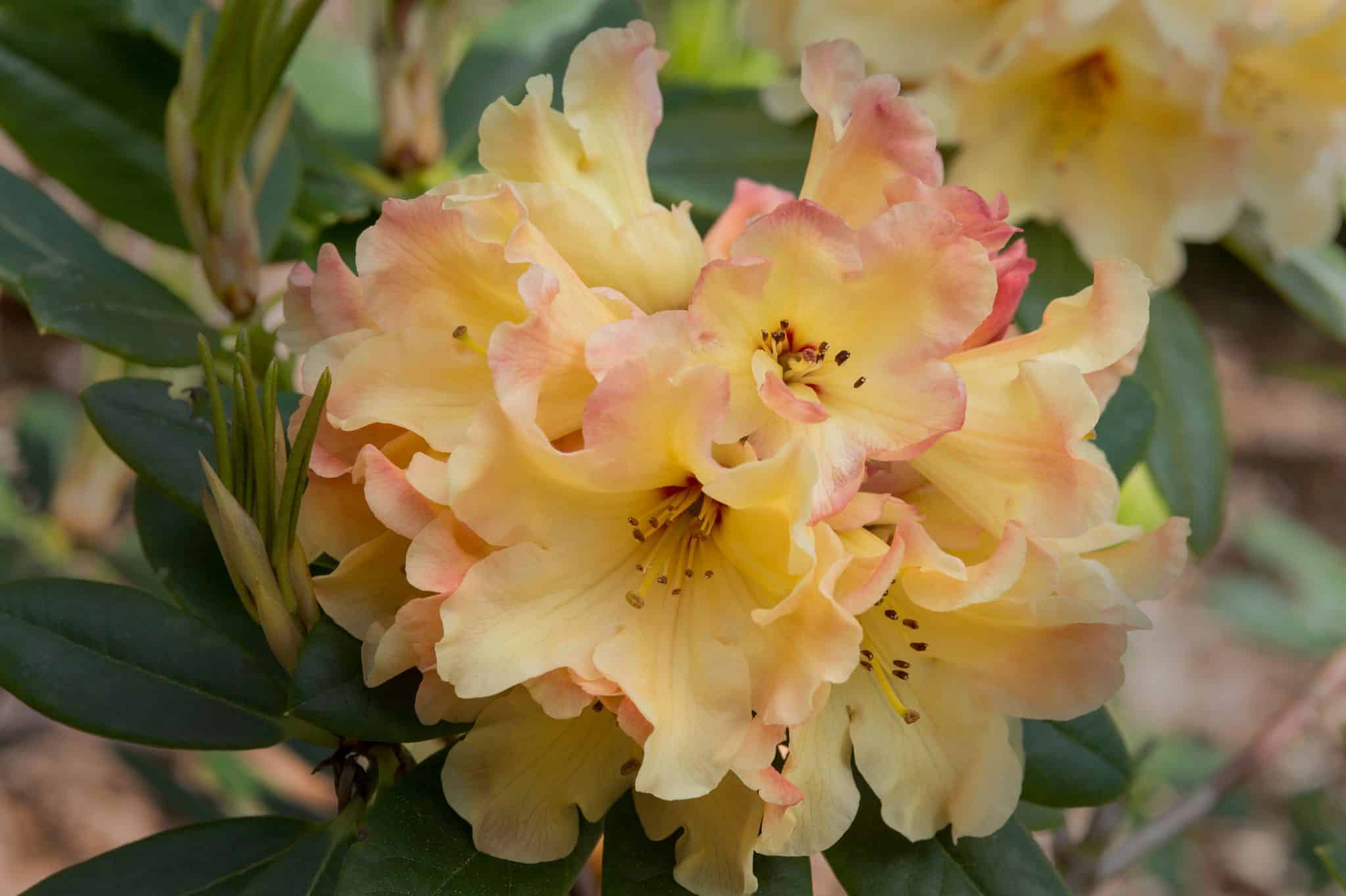Rhododendron Nancy Evans - Hybrid Rhododendron Nancy Evans - Hopes Grove