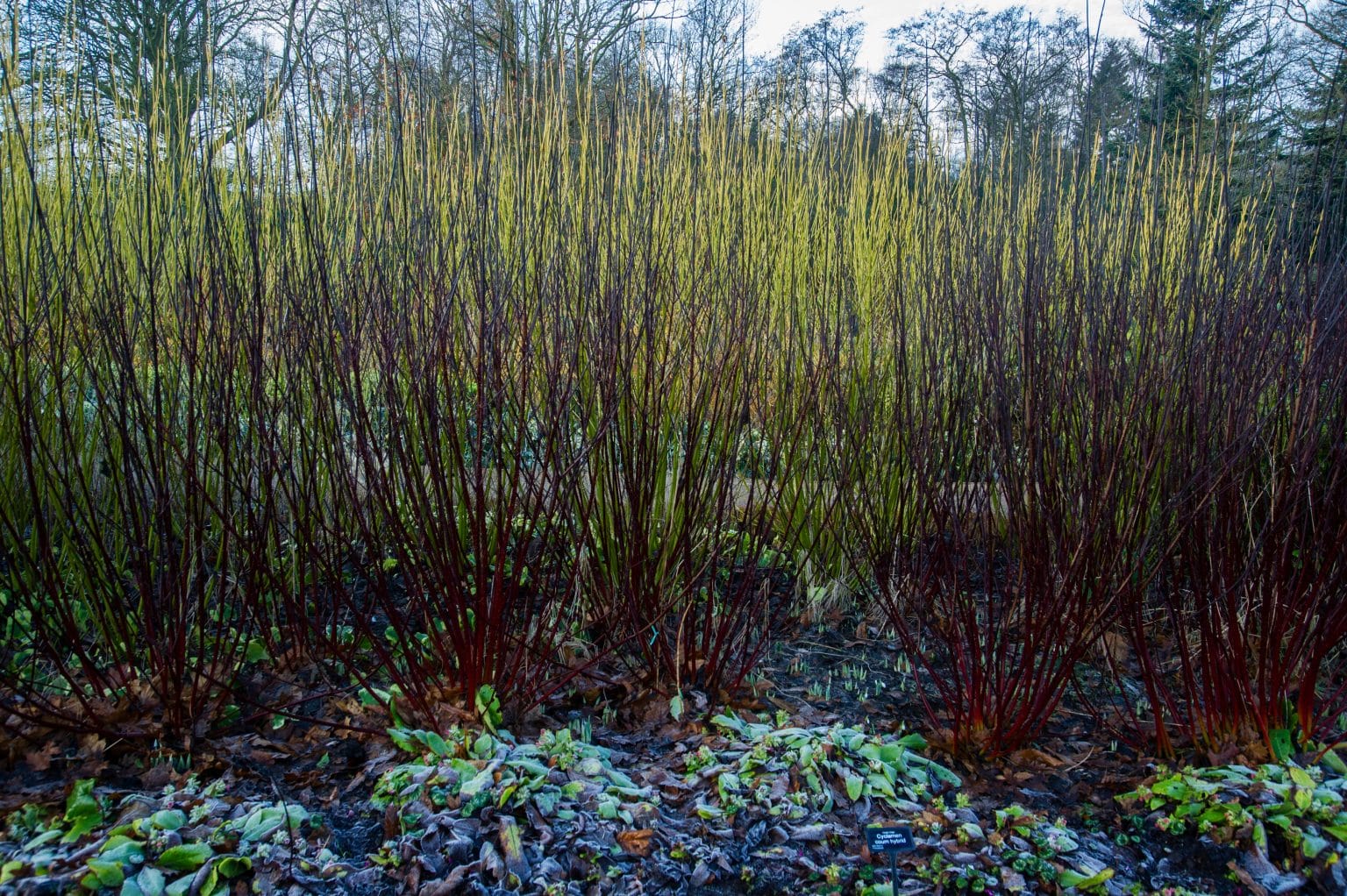 Buy Cornus Alba Kesselringii Black Stemmed Dogwood | Hopes Grove Nurseries