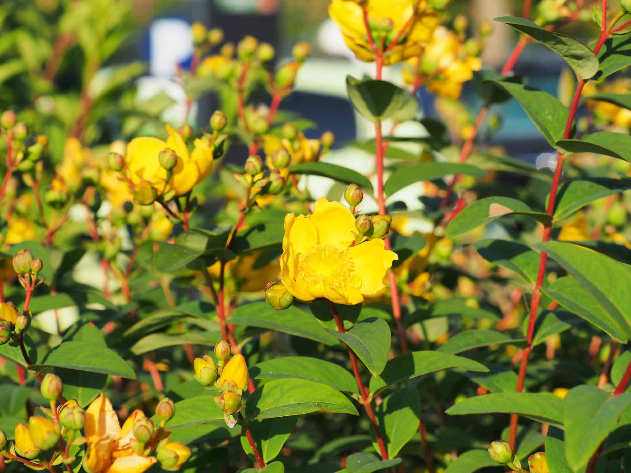 Hypericum Hidcote Hedging - Hypericum Hidcote Shrubs - Hopes Grove
