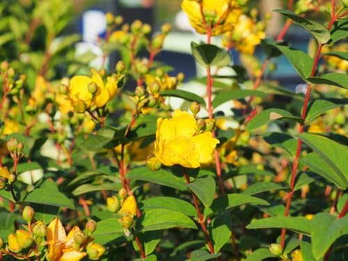 Hypericum Hidcote Hedging - Hypericum Hidcote Shrubs - Hopes Grove