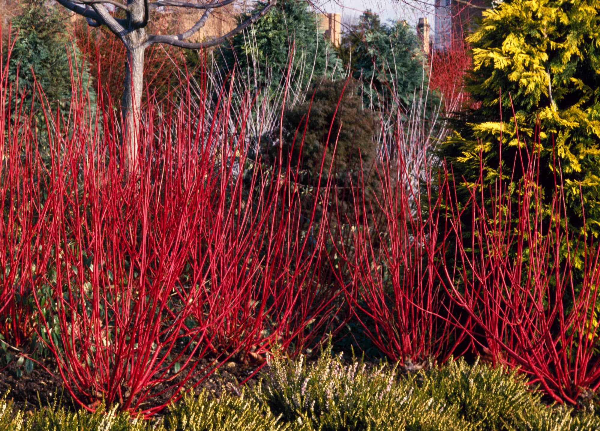 Buy Dogwood Red Stemmed Hedging - (Cornus Alba) or Red Barked Dogwood