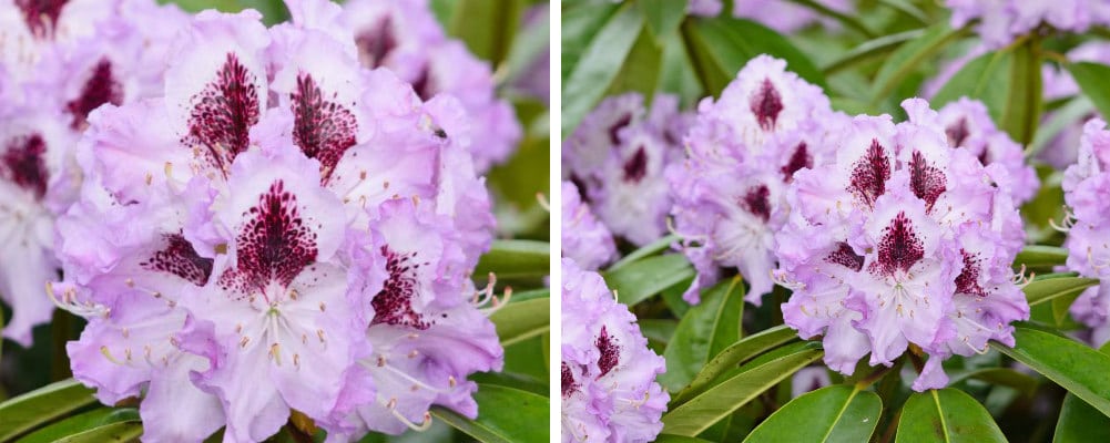 Rhododendrons - Buy Hybrid Rhododendrons - Hopes Grove UK