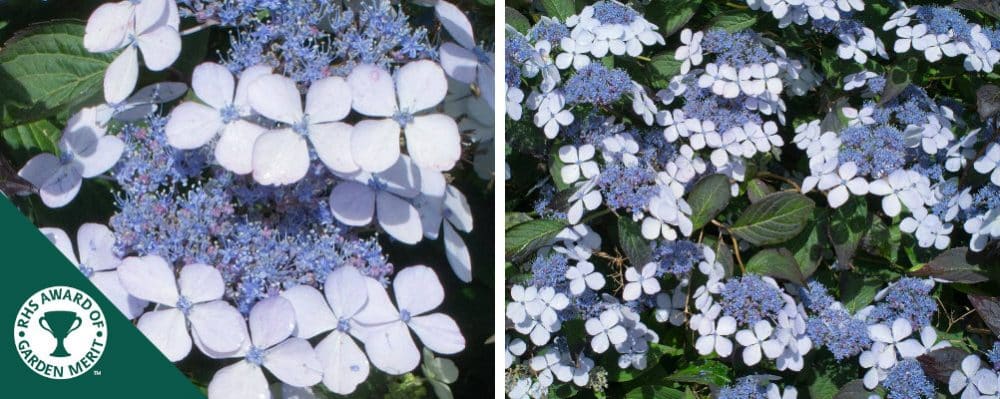 Buy Potted Hedge Plants | Potted Hedges | Hopes Grove Nurseries