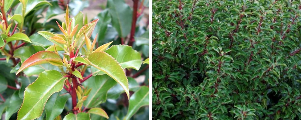 Buy Root Ball Hedging | Root Ball Hedge Plants | Rootball Hedges
