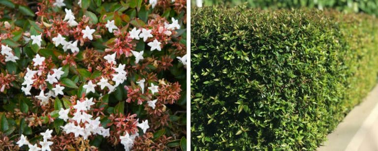 Potted Hedging - Hopes Grove Nurseries