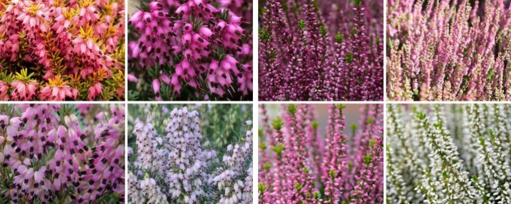 Buy Mixed Native Hedging Plants | English & British Hedges | Hopes Grove Nurseries