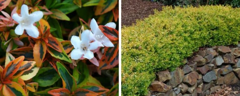 Potted Hedging - Hopes Grove Nurseries