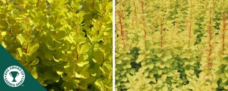 Buy Potted Hedge Plants | Potted Hedges | Hopes Grove Nurseries