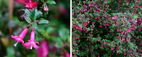 Buy Hardy Fuchsia (Fuchsia Magellanica) or Hummingbird Fuchsia Hedging