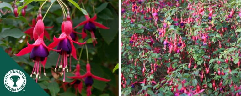 Buy Hardy Fuchsia (Fuchsia Magellanica) or Hummingbird Fuchsia Hedging