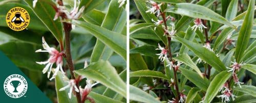 Buy Sarcococca Sweet Box Hedging | Christmas Box | Hopes Grove