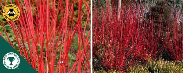Fast Growing Hedges & Hedging Plants | Hopes Grove Nurseries