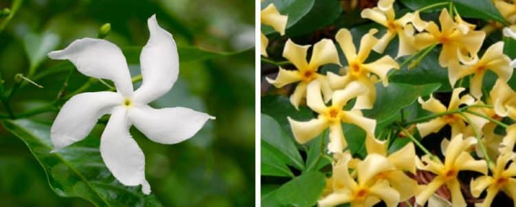 Buy Hedging Plants & Hedges Online - Hopes Grove Nurseries