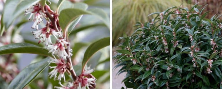 Buy Sarcococca Sweet Box Hedging | Christmas Box | Hopes Grove