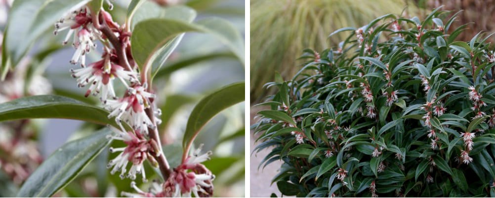 Buy Sarcococca Sweet Box Hedging | Christmas Box | Hopes Grove