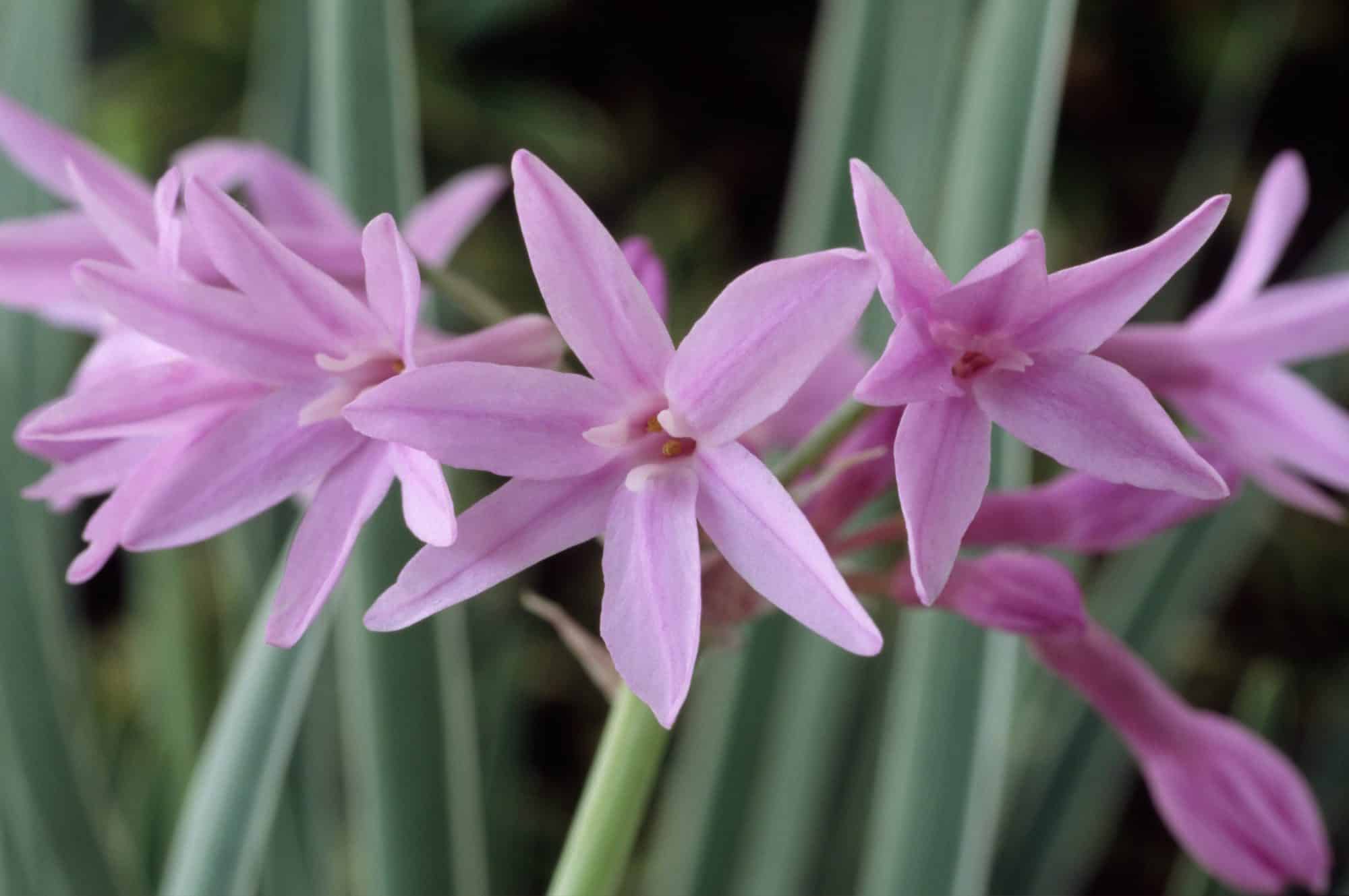 Tulbaghia violacea Silver Lace - Society Garlic - Hopes Grove Nurseries