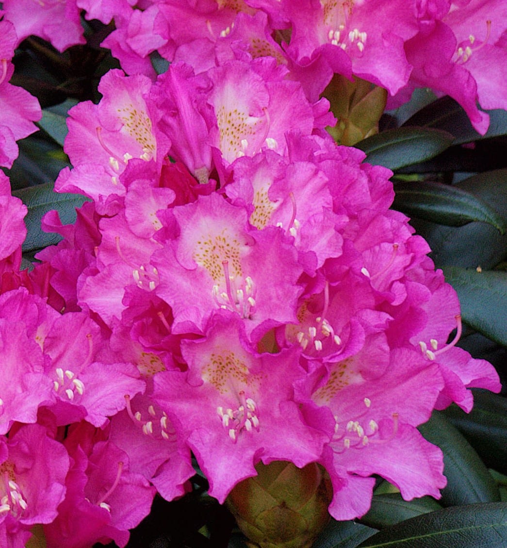 Rhododendron Yakushimanum Kalinka - Hopes Grove Nurseries
