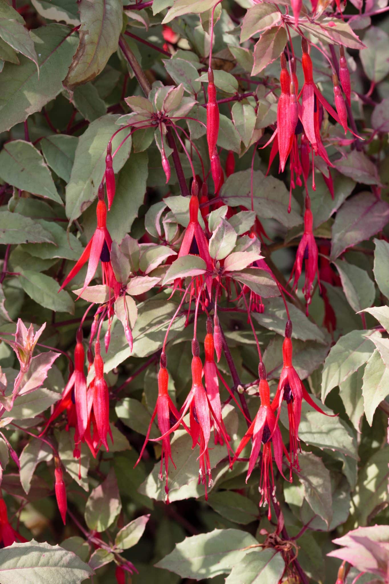 Buy Hardy Fuchsia (Fuchsia Magellanica) or Hummingbird Fuchsia Hedging