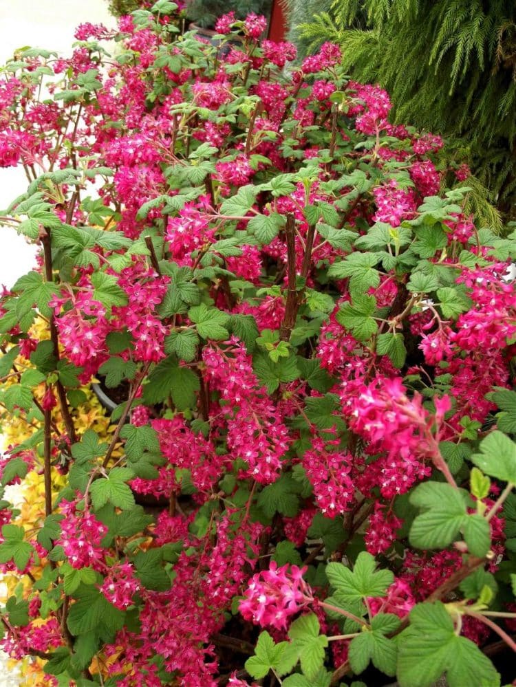 Flowering Currant King Edward Vii Hedging - Hopes Grove Nurseries