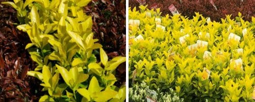 Buy Euonymus Hedging | Euonymus Japonicus Hedging Plants | Hopes Grove ...
