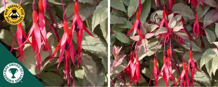 Buy Hardy Fuchsia (Fuchsia Magellanica) or Hummingbird Fuchsia Hedging