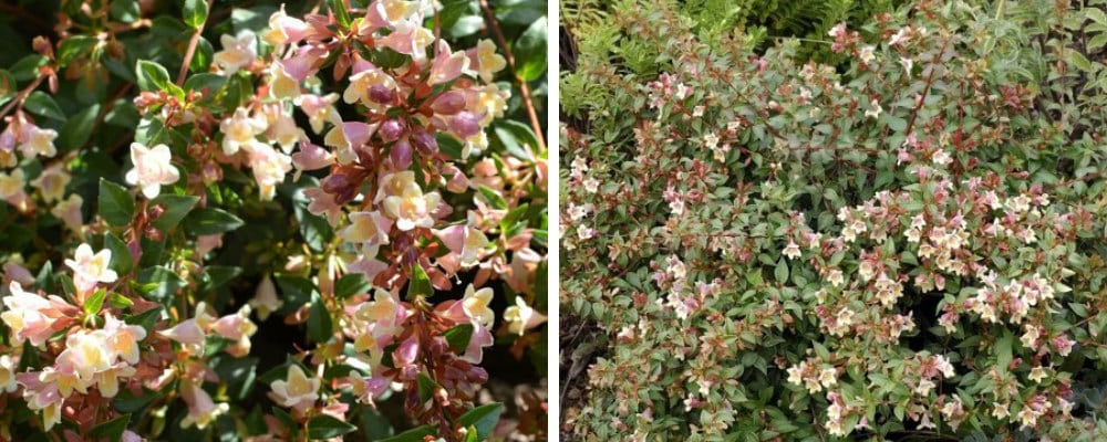 Buy Potted Hedge Plants | Potted Hedges | Hopes Grove Nurseries