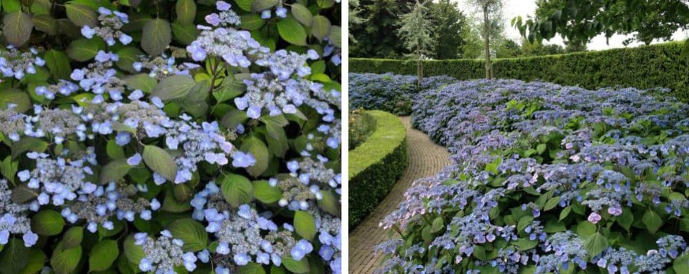 Buy Potted Hedge Plants | Potted Hedges | Hopes Grove Nurseries