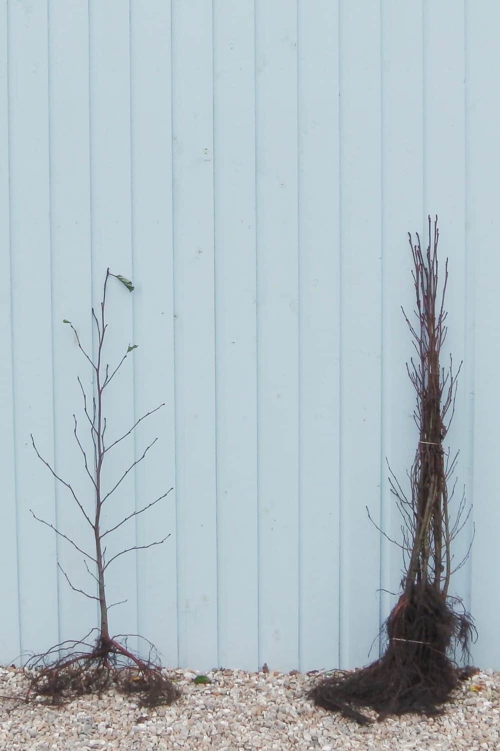 Buy Alder Hedging | Common Alder Hedge Plants | Alnus Glutinosa