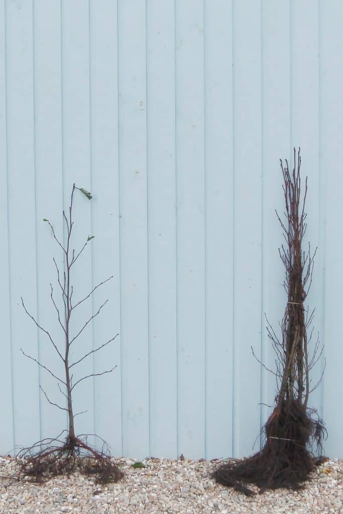 Buy Alder Hedging | Common Alder Hedge Plants | Alnus Glutinosa