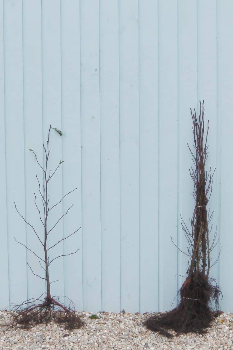 Buy Alder Hedging | Common Alder Hedge Plants | Alnus Glutinosa