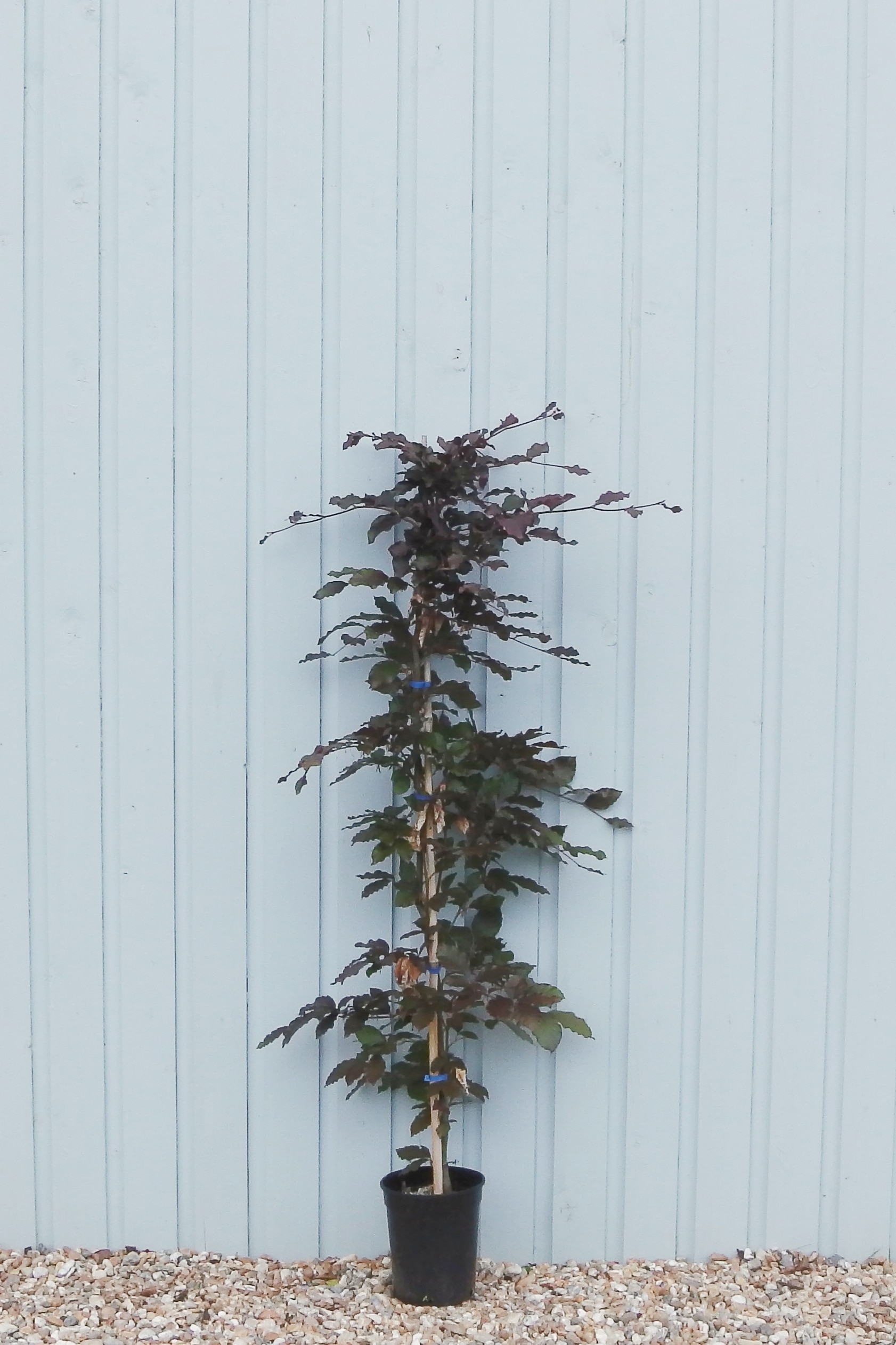 Purple Beech Hedge Plants - Fagus Sylvatica 'Purpurea' - Hopes Grove ...