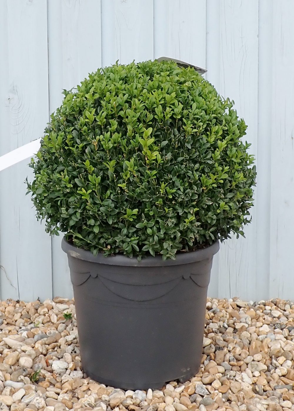 Buy Buxus Topiary Balls- Buxus Sempervirens Ball | Hopes Grove Nurseries