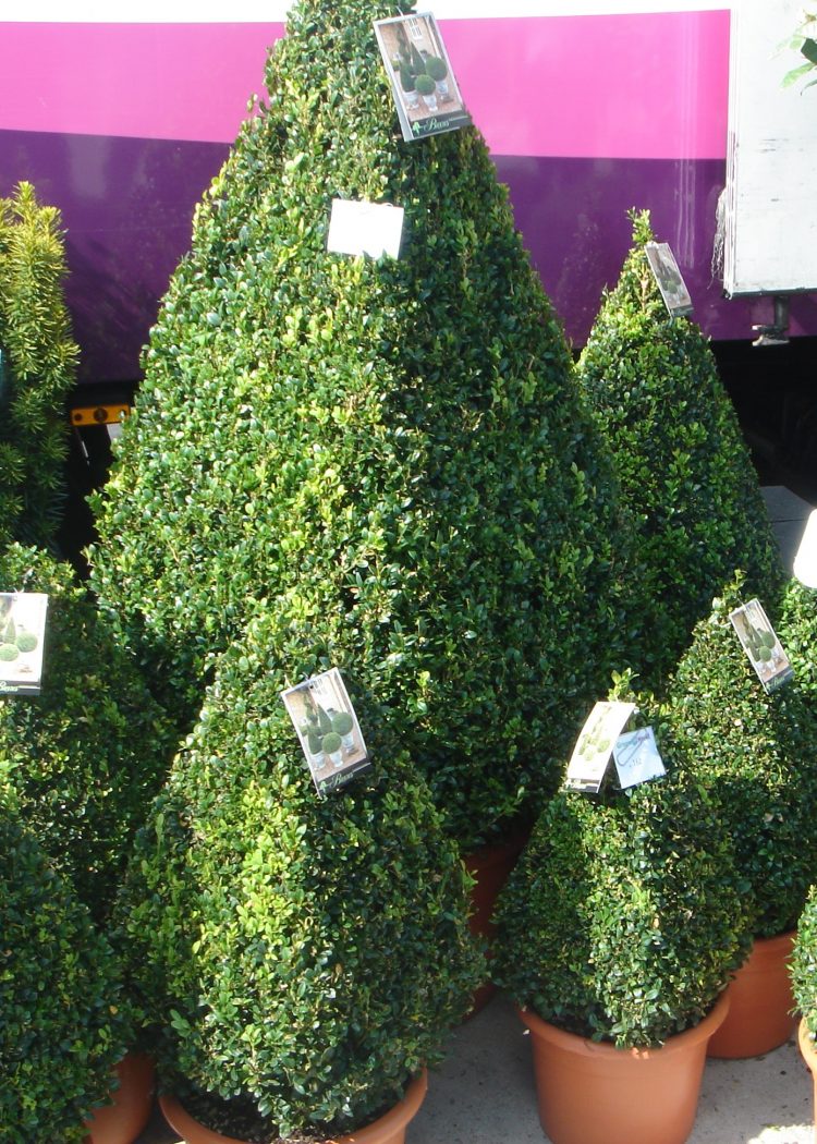 Box Common Box Egyptian Pyramid Shape Topiary - Hopes Grove Nurseries
