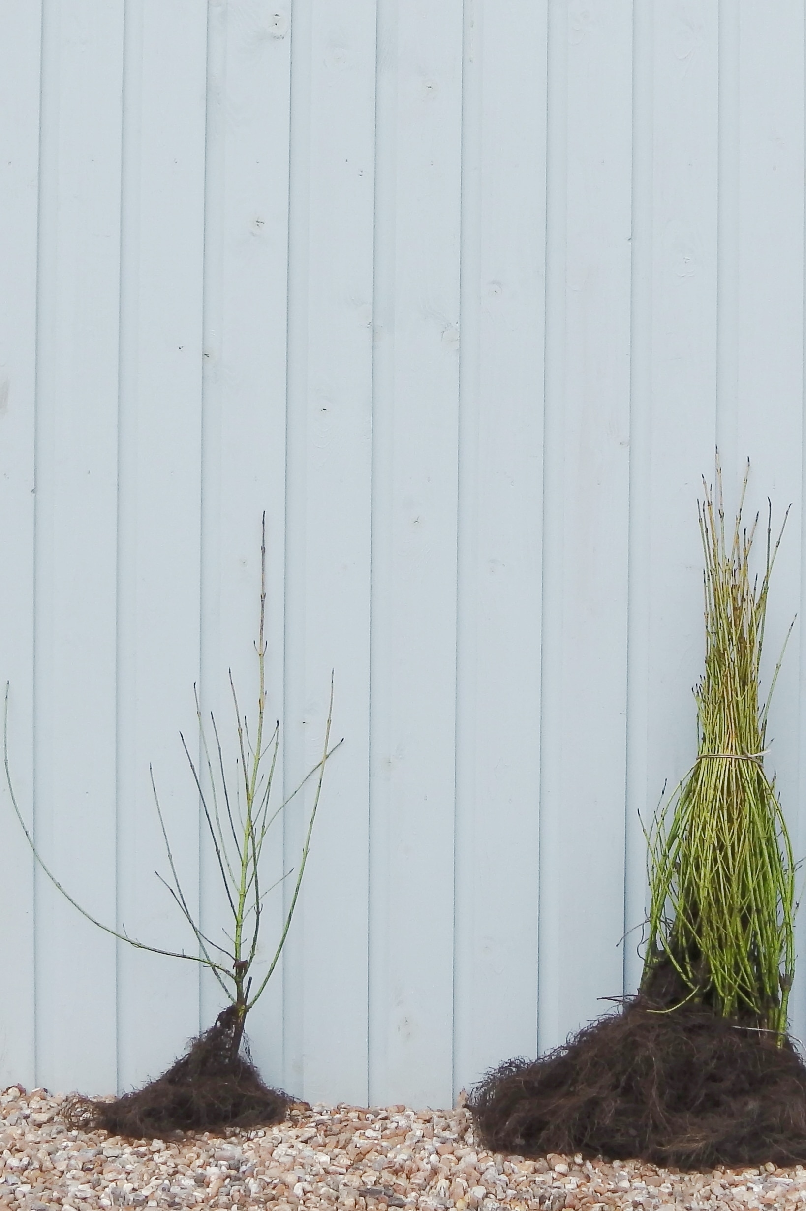 Dogwood Yellow Stem Hedging - Hopes Grove Nurseries