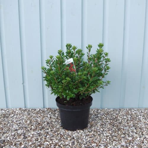Evergreen Azalea Addy Werry - Hopes Grove Nurseries