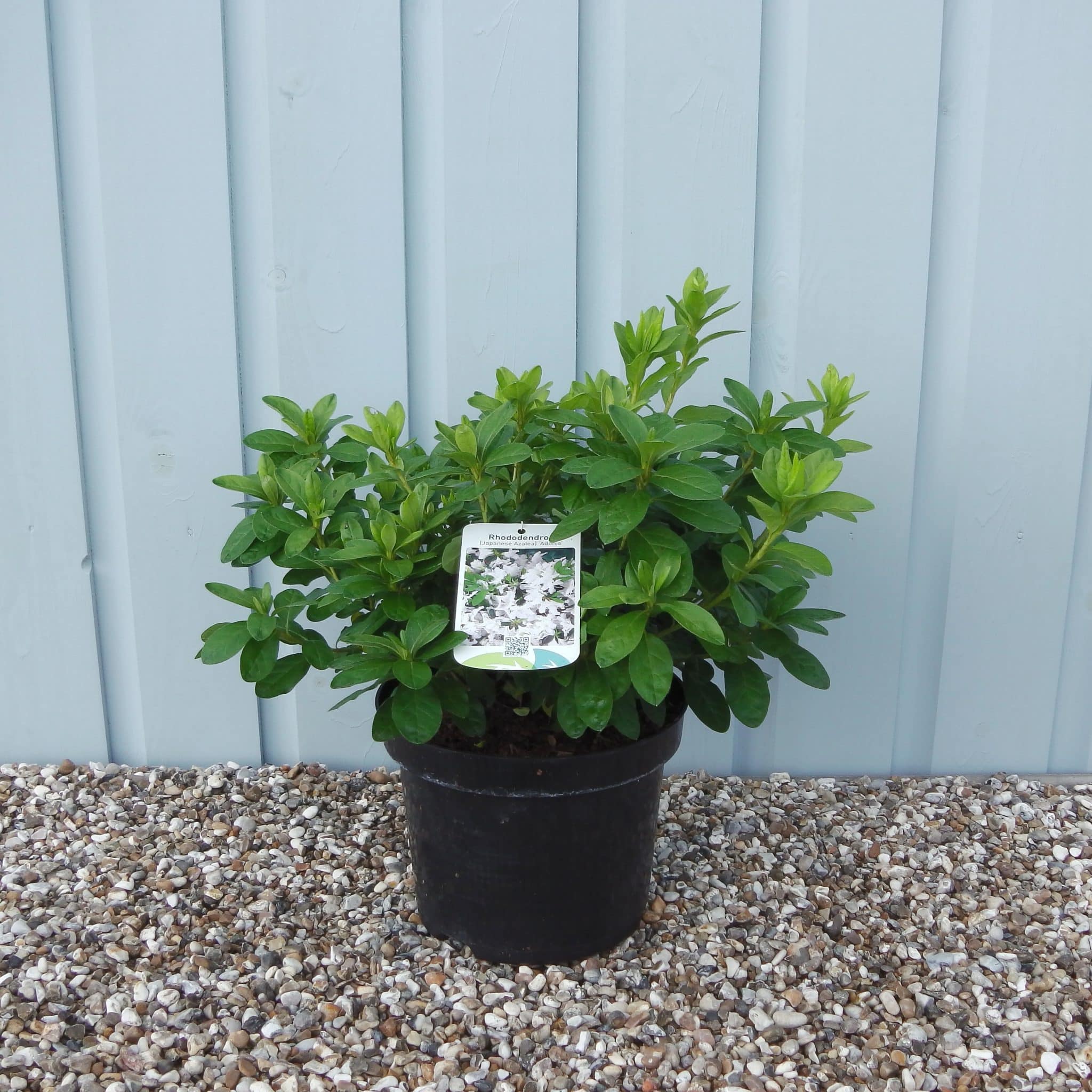 Evergreen Azalea Adonis - Hopes grove Nurseries