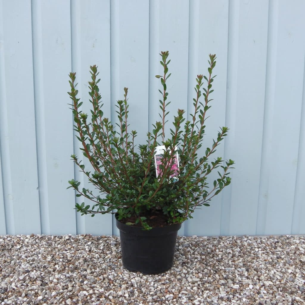 Love Your Garden - Hopes Grove Nurseries