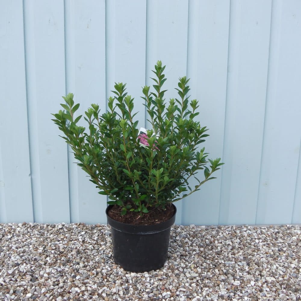 Evergreen Azalea Silvester - Hopes Grove Nurseries